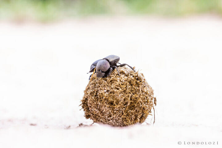 The Intricate Life Of The Dung Beetle - Londolozi Blog